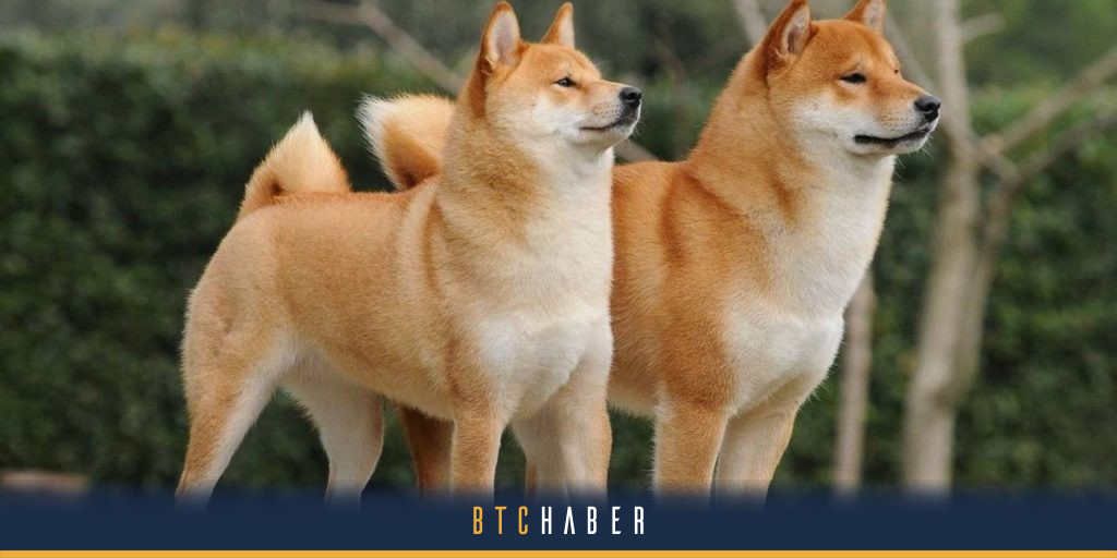 Shiba'da şubat ayından bu yana bir ilk - BTCHaber